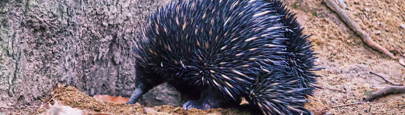 Wildlife Watching: Native Animals Around Camp Belgrave