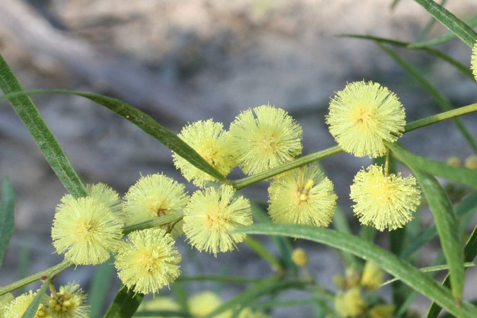 Flora of the Dandenong Ranges: A Botanical Journey